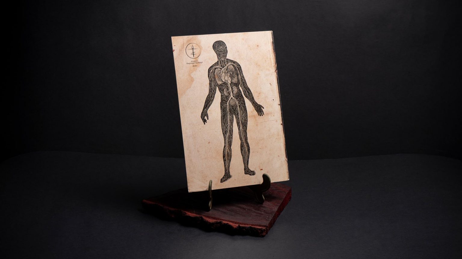 Become a Vampire Kit - Deathless Legacy feat. Steve Sylvester ...